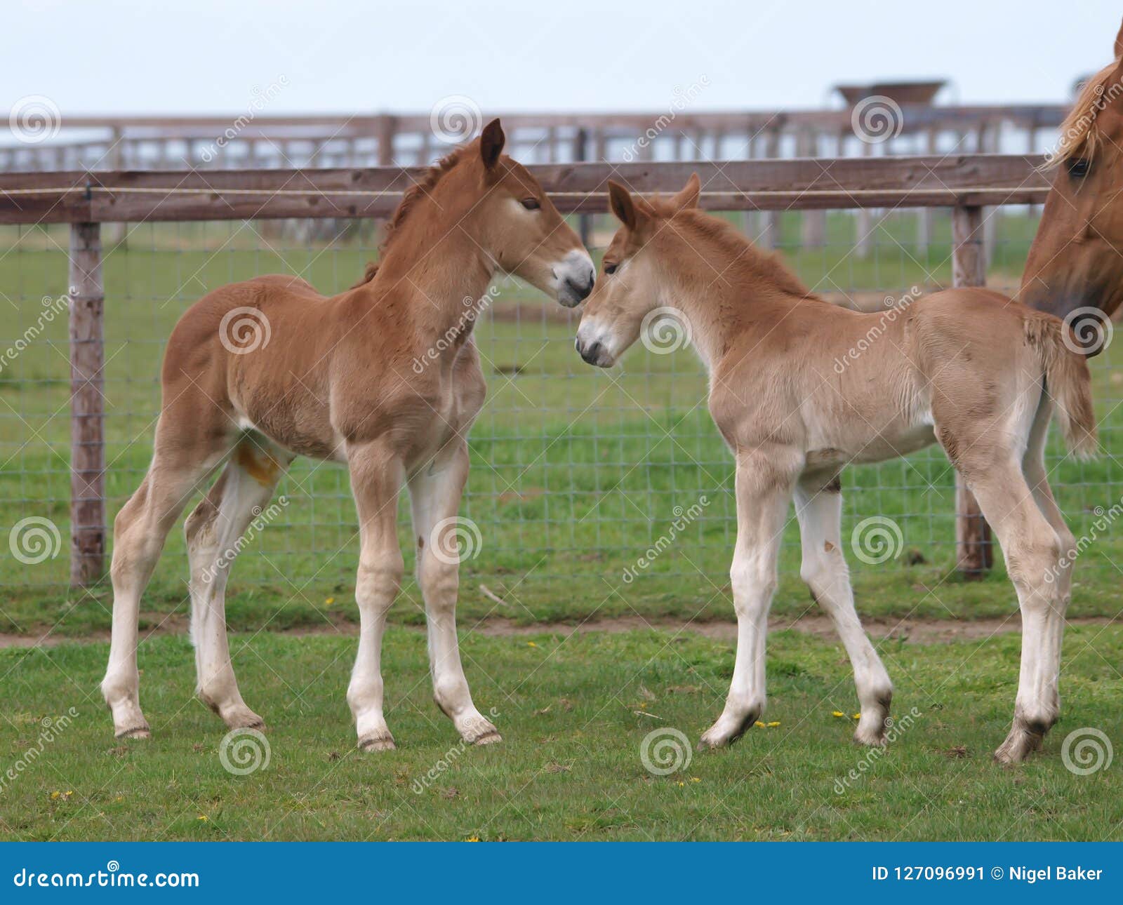 Two Suffolk Foals stock image. Image of meadow, baby - 127096991