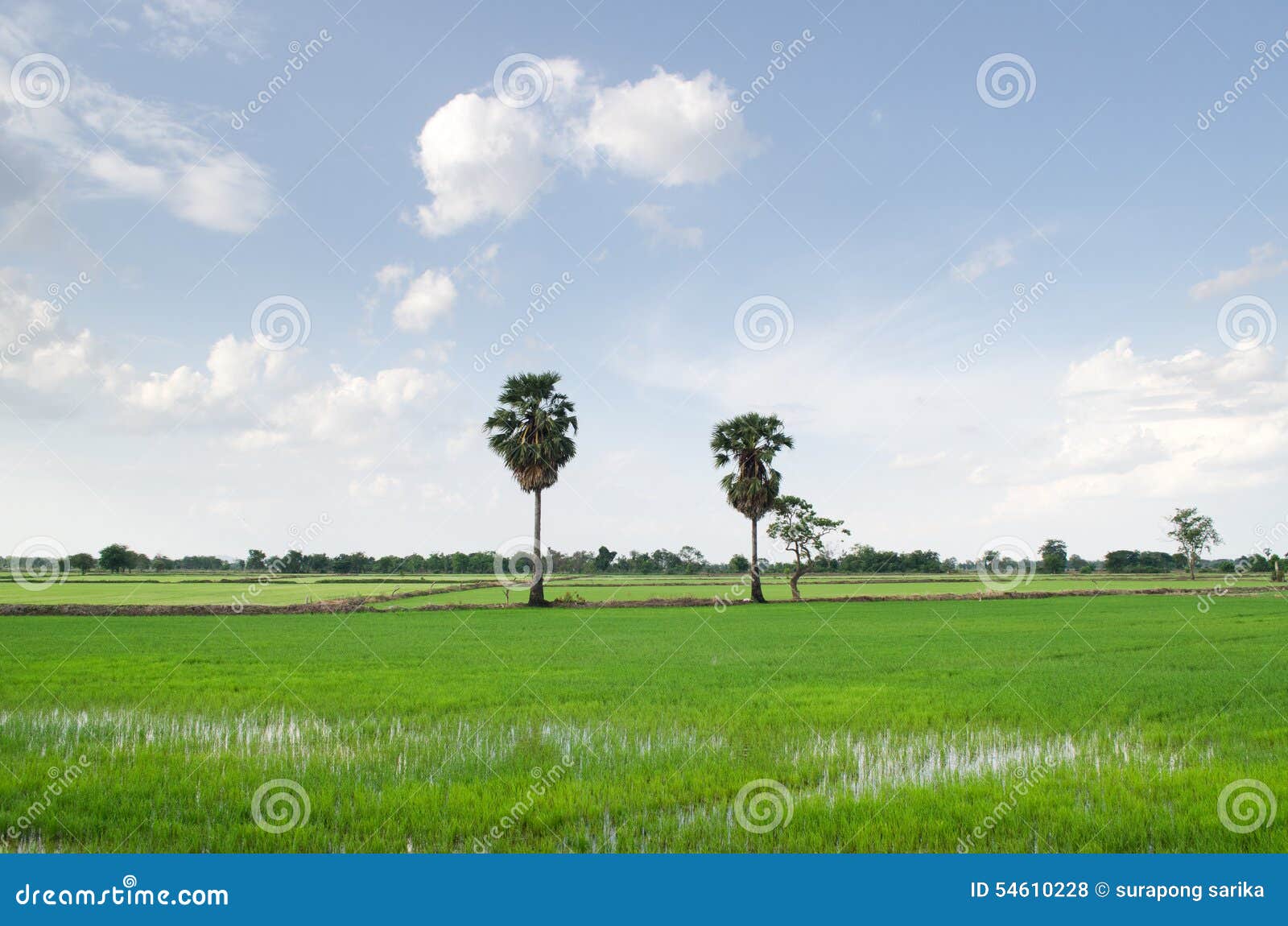 Two sugar tree stock photo. Image of green, nature, sugar - 54610228