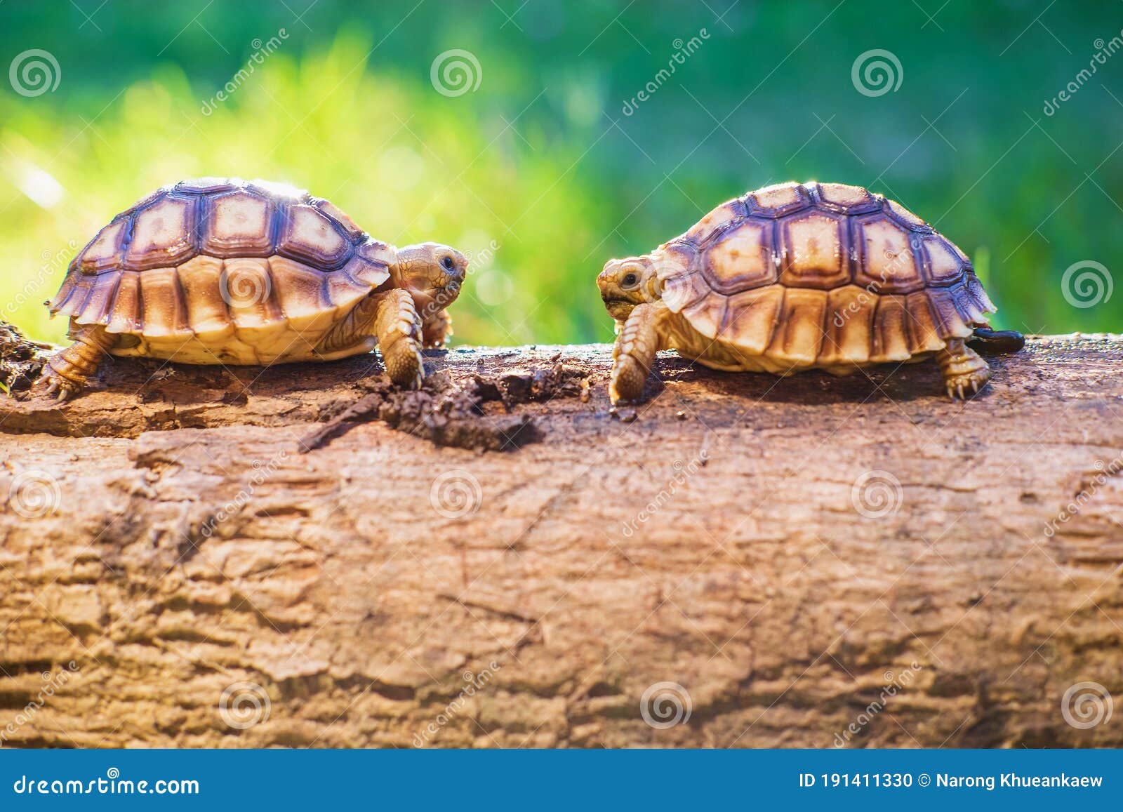 Two Sukata Turtles in the Forest Stock Photo - Image of outdoor, forest ...