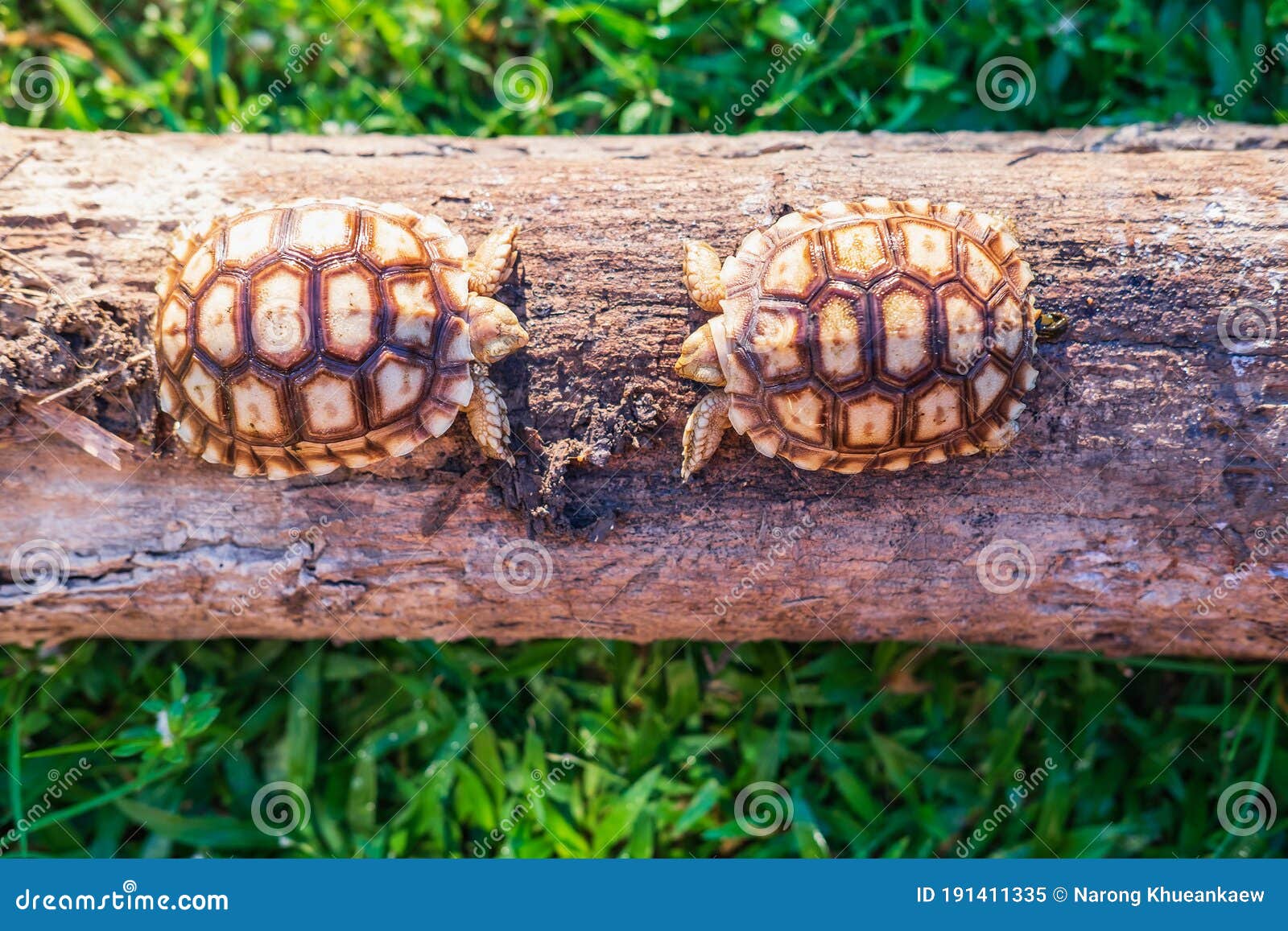 Two Sukata Turtles in the Forest Stock Image - Image of happy ...