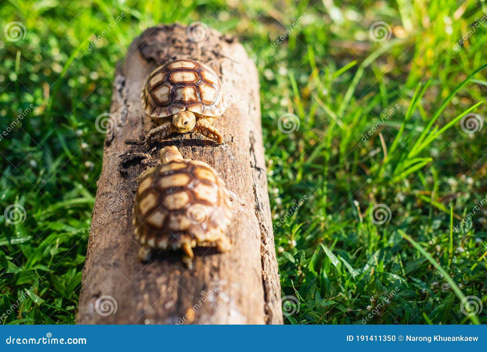 Two Sukata Turtles in the Forest Stock Photo - Image of friends ...