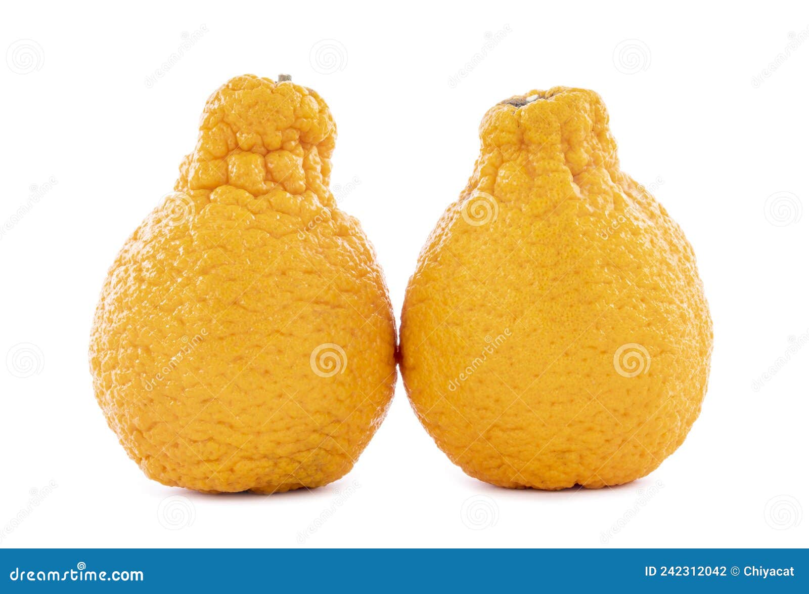 Two Sumo Mandarins Side by Side Isolated Stock Photo - Image of ...