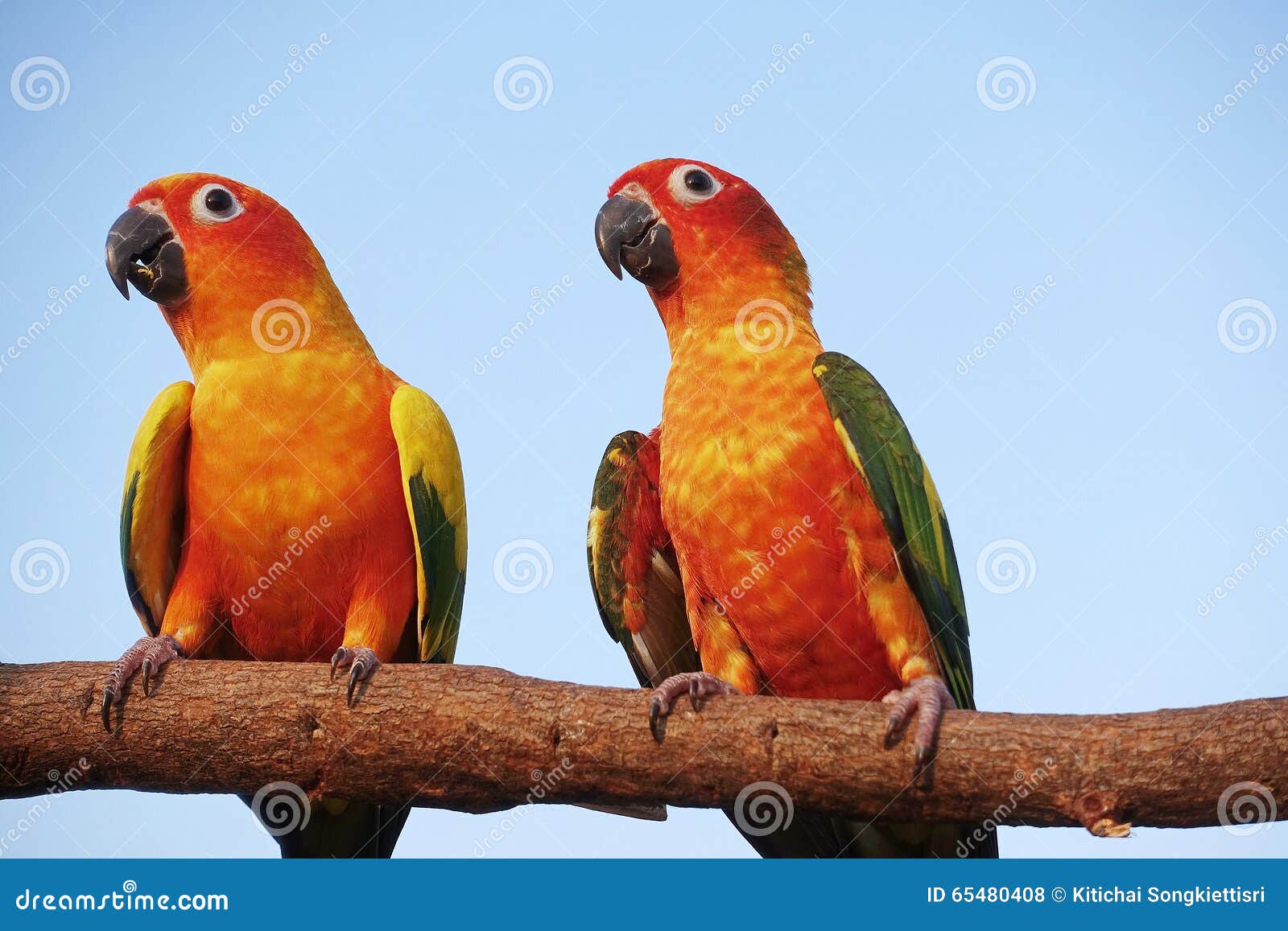 Two Sun Conure Parrot Screaming on a Branch Stock Photo - Image of ...