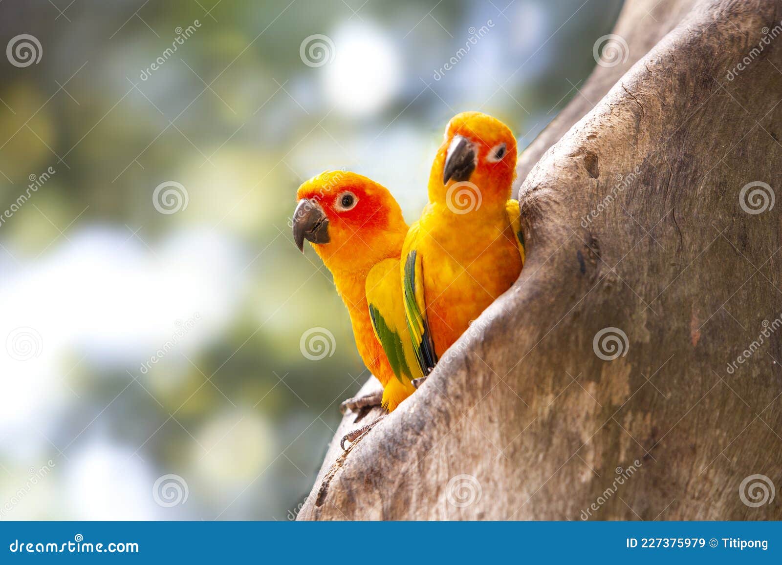 Two Sun Conures in a Nest in a Hollow Tree Stock Image - Image of ...
