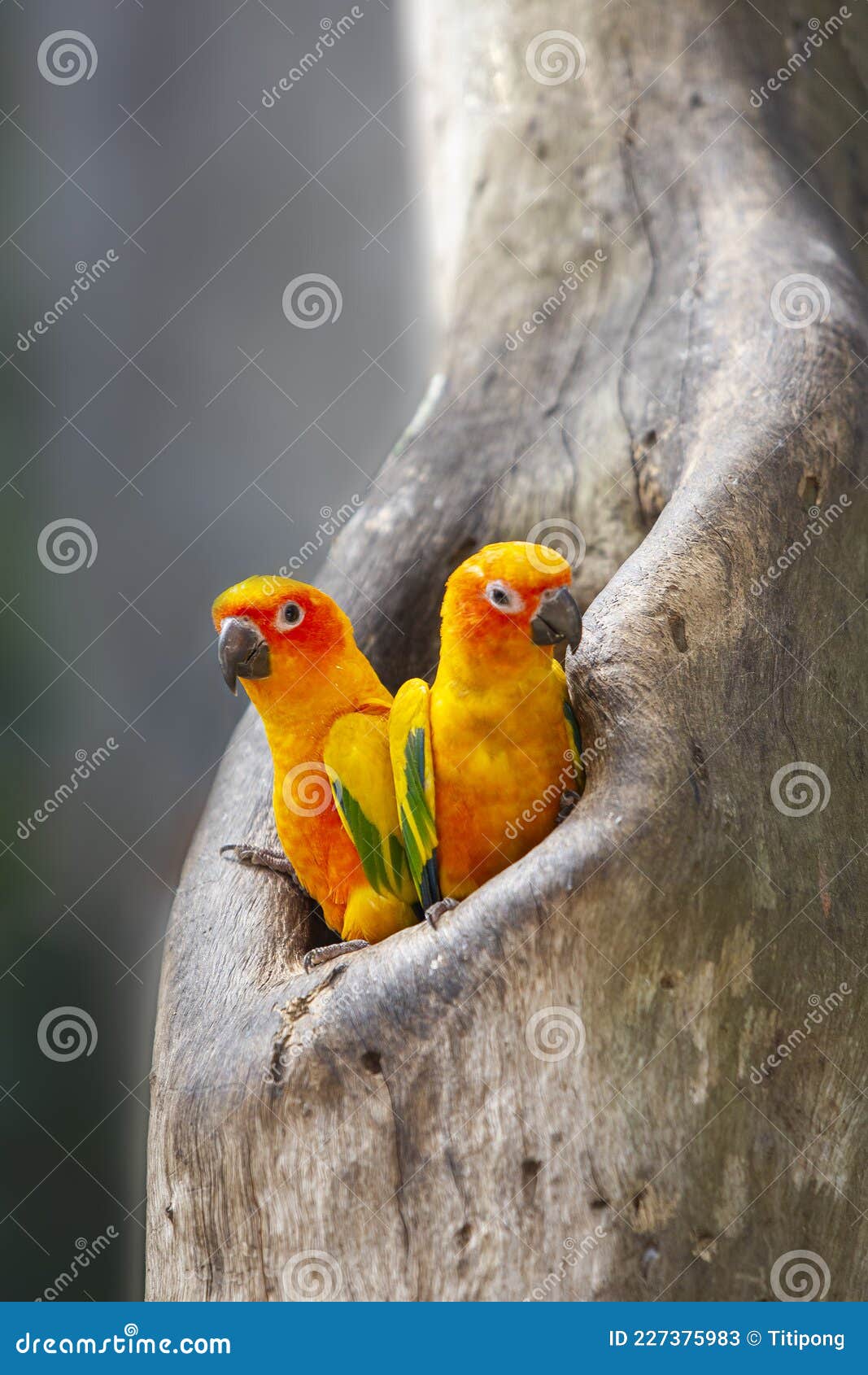 Two Sun Conures in a Nest in a Hollow Tree Stock Image - Image of ...