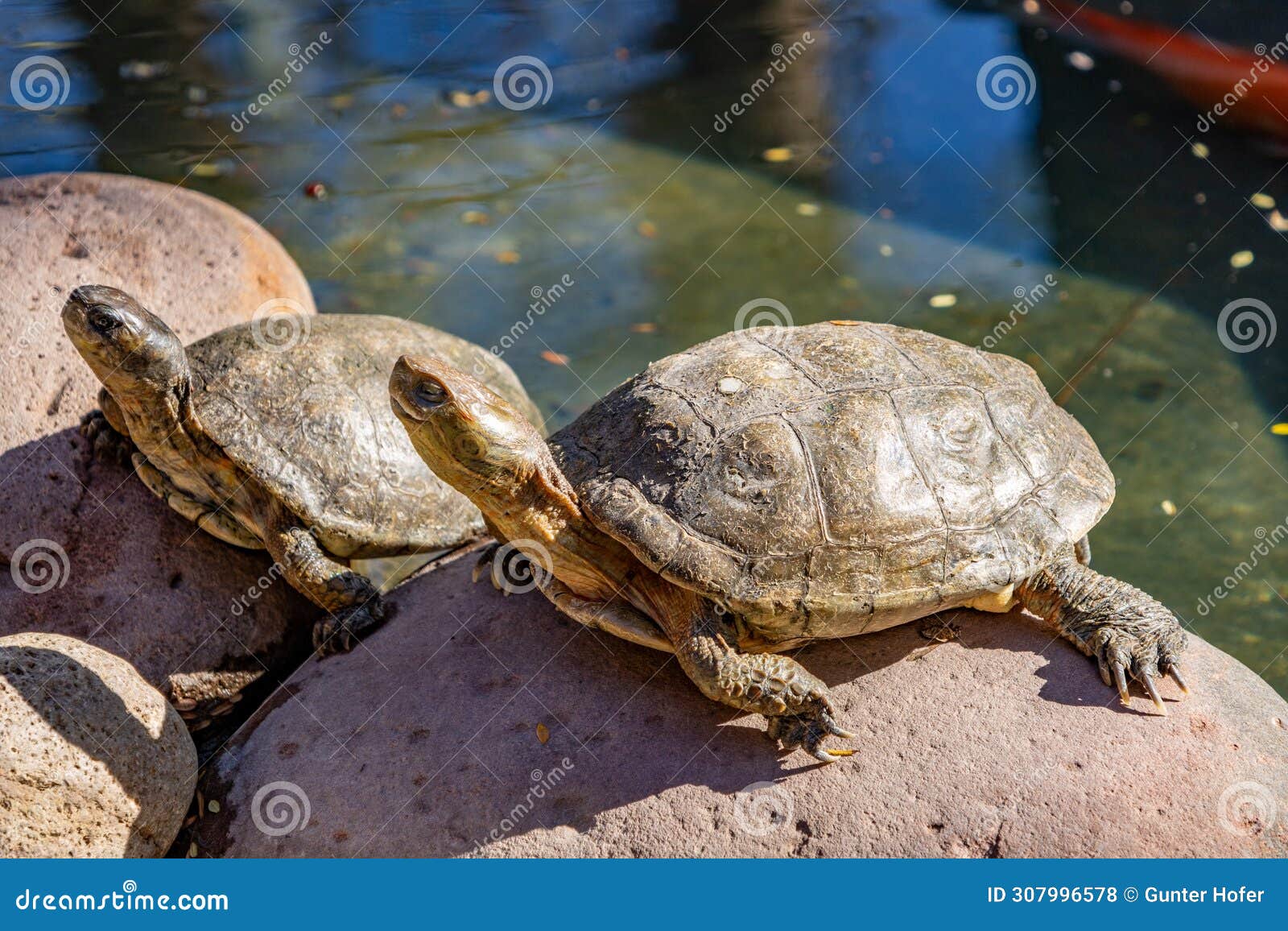 Turtles Sunbathing on Rocks Stock Photo - Image of sunbathing, bathing: 307996578