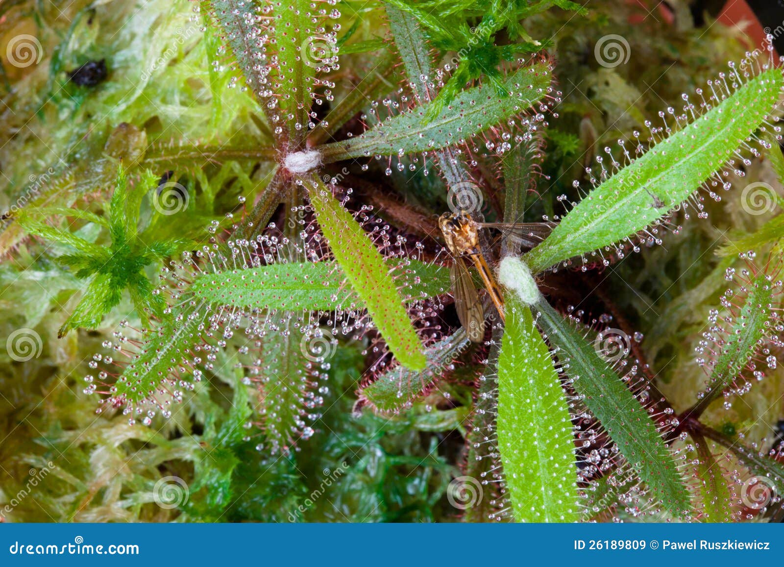 Two sundews with prey. stock image. Image of carnivorous - 26189809