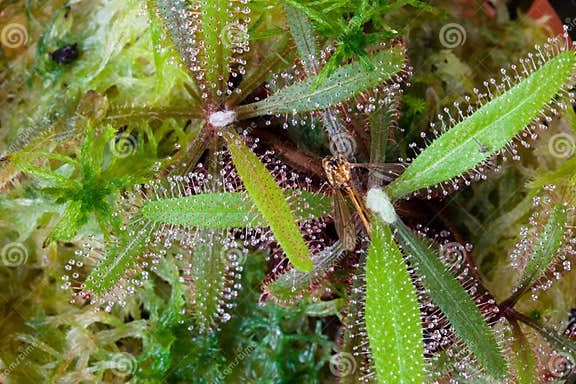 Two sundews with prey. stock image. Image of carnivorous - 26189809