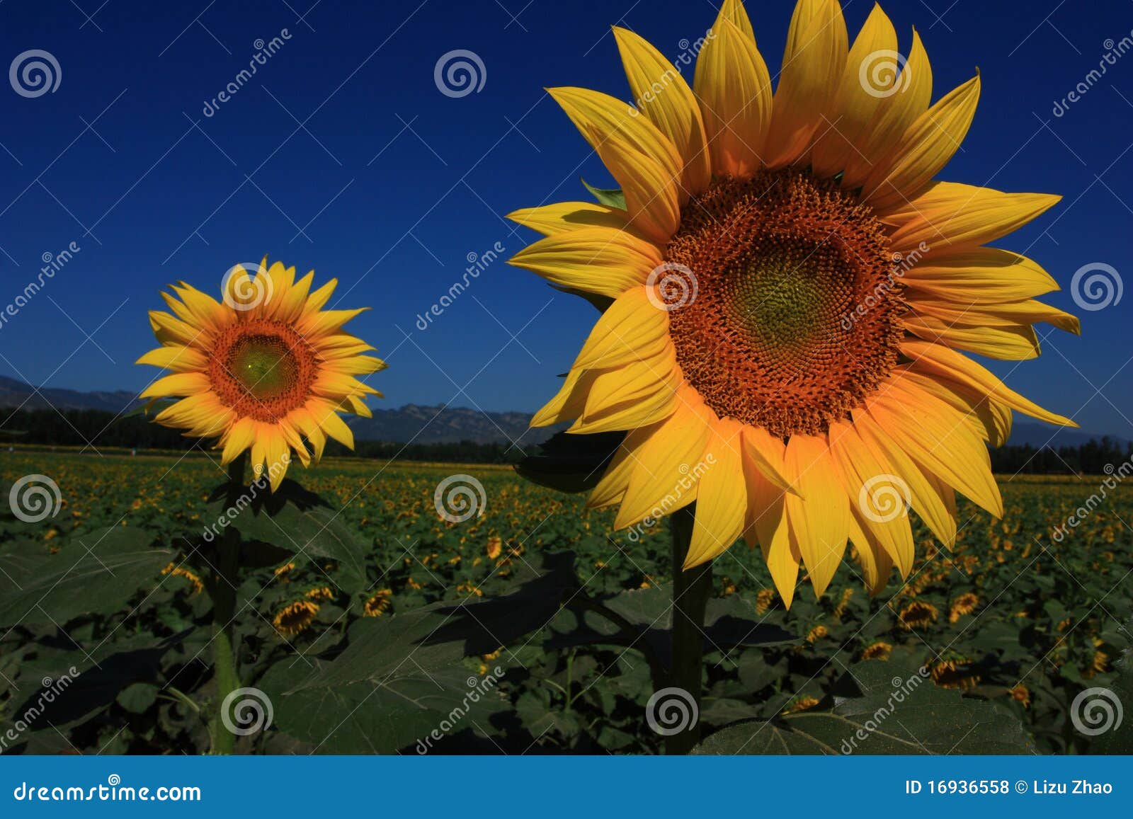 Two sunflower stock photo. Image of meadow, smile, bloom - 16936558