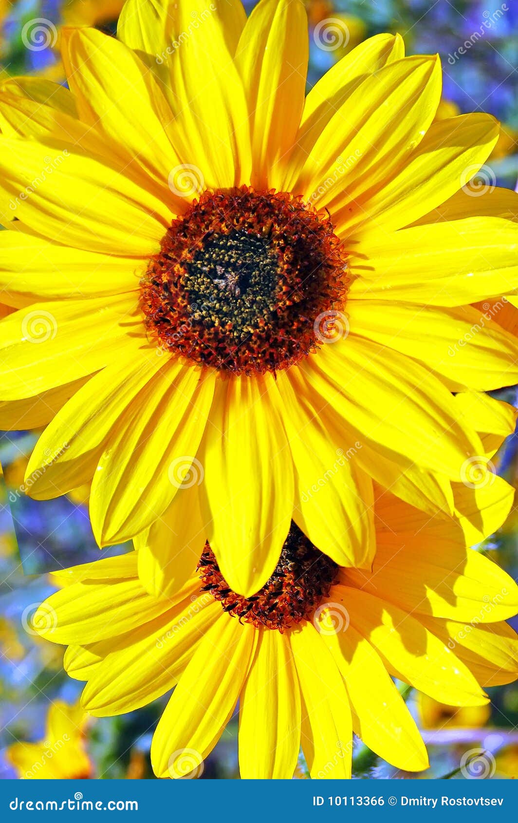 Two sunflowers stock photo. Image of flowers, sunflowers - 10113366