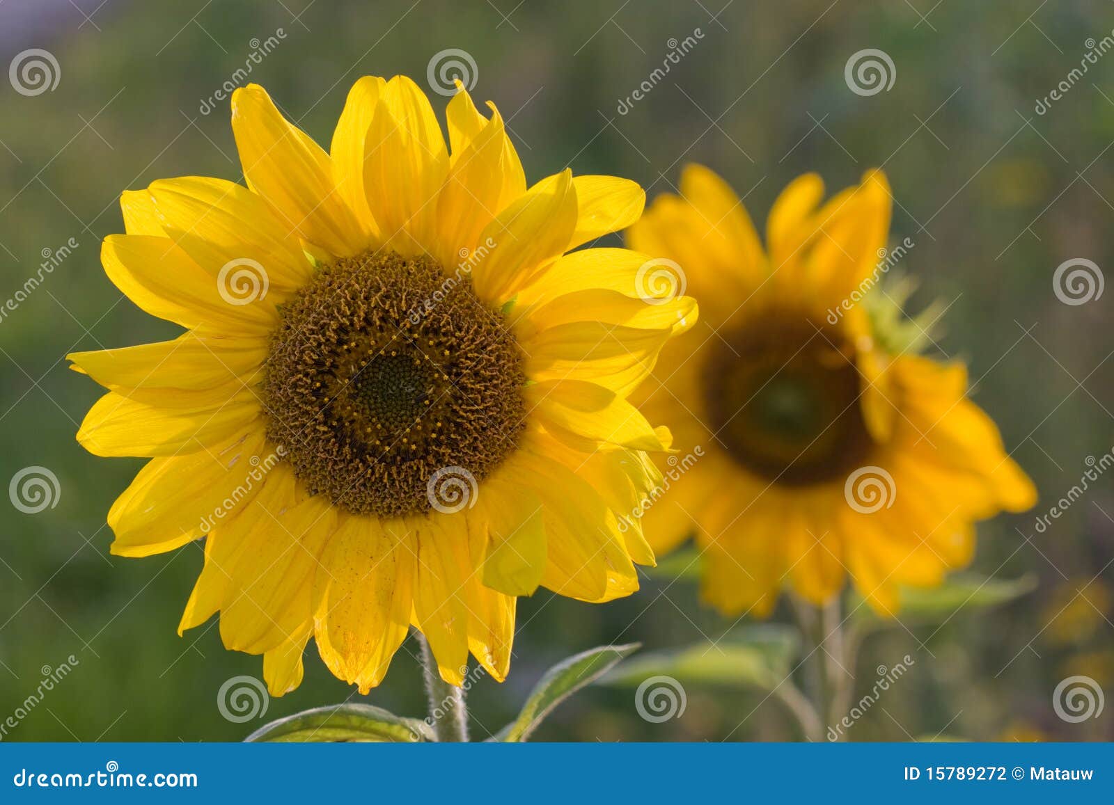 Two Sunflowers stock photo. Image of sunflower, crop - 15789272