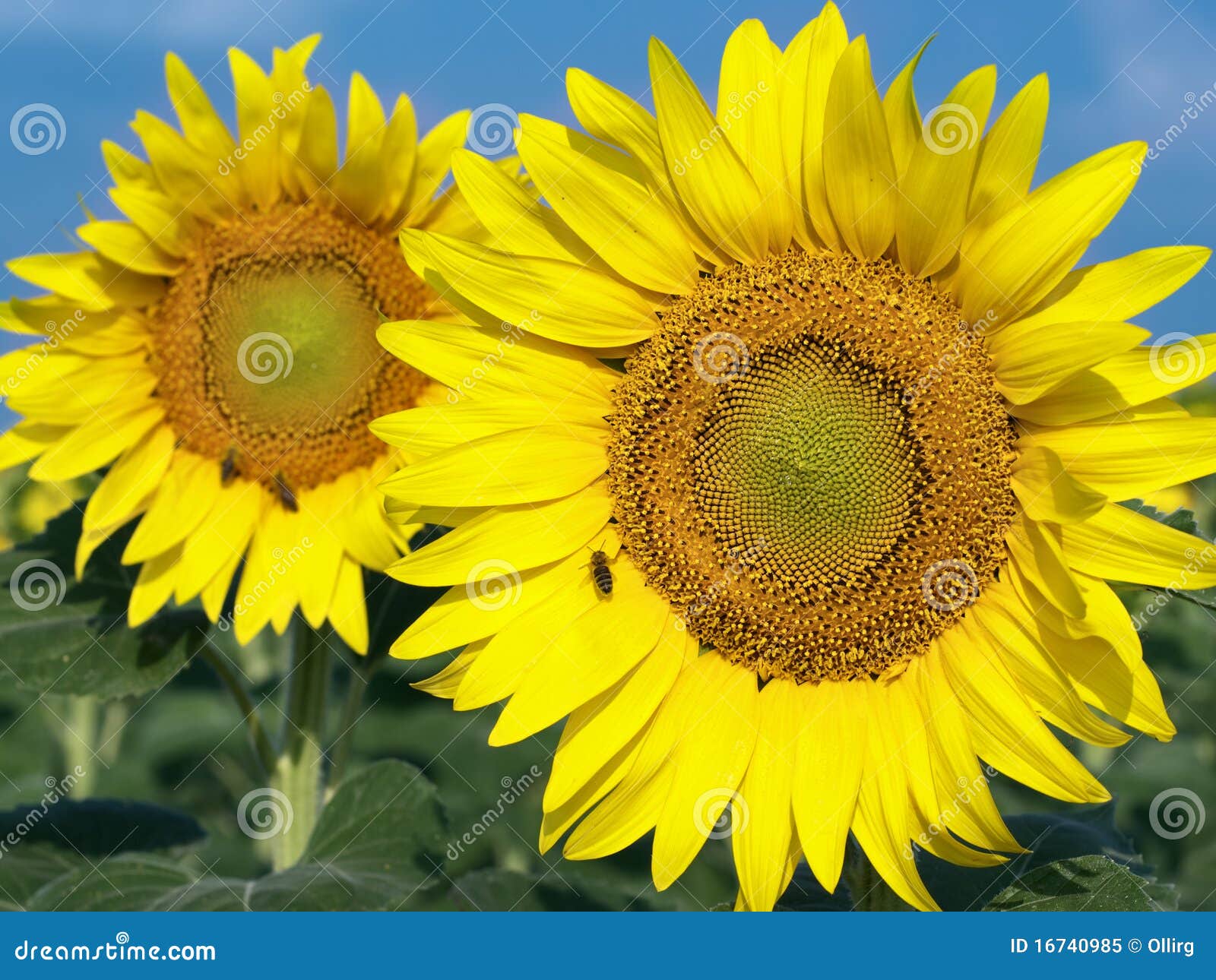 Two Sunflowers stock image. Image of contrast, detail - 16740985