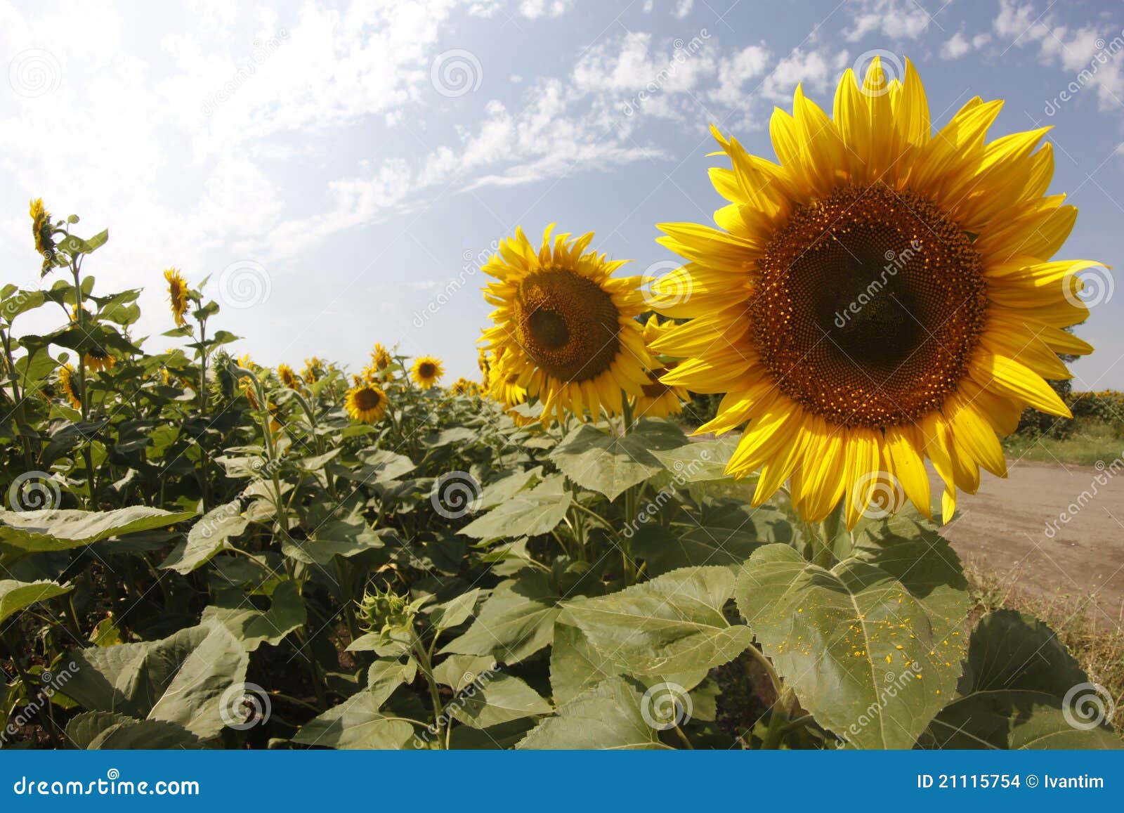 Two sunflowers stock photo. Image of flower, farm, fresh - 21115754