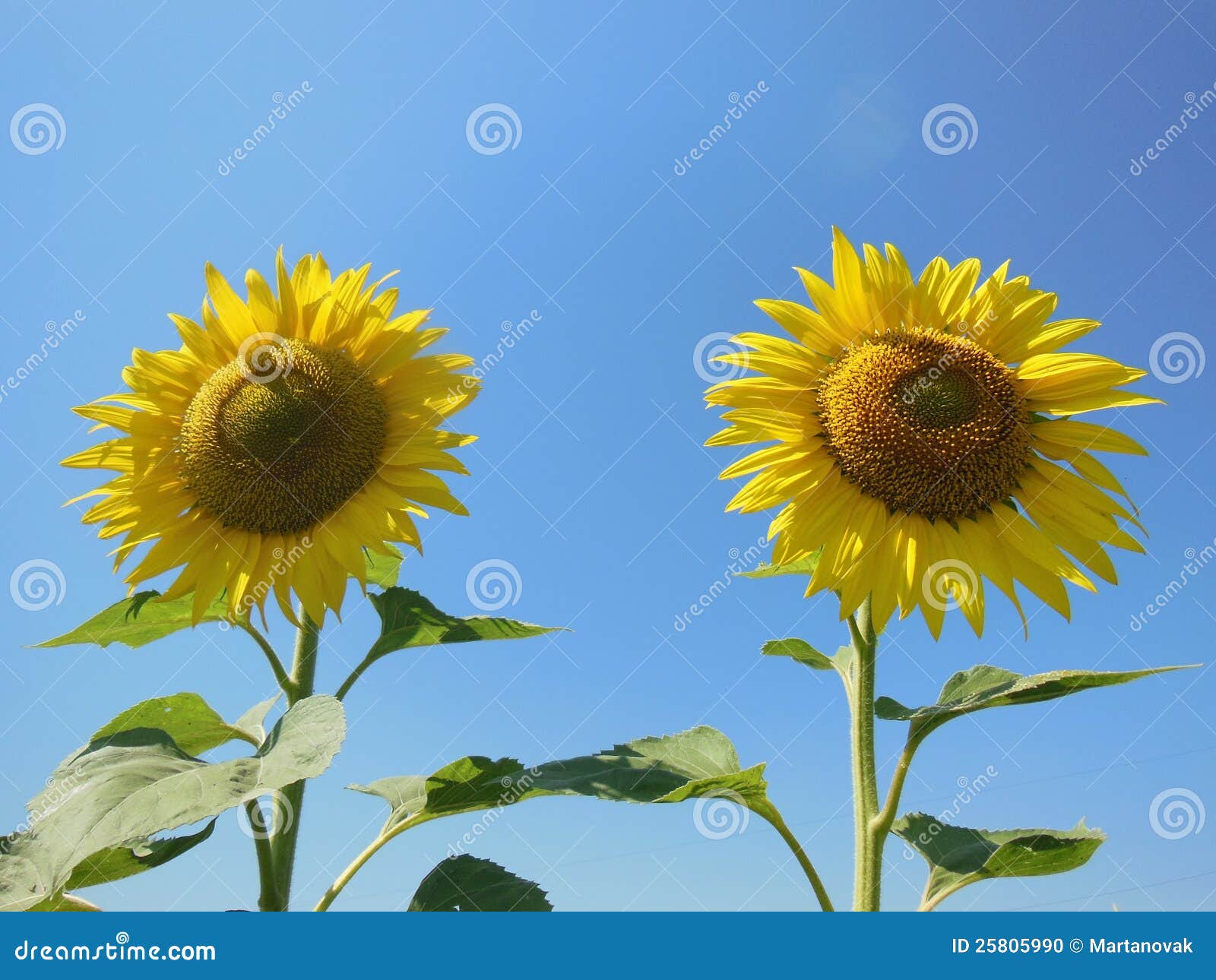 Two sunflowers stock photo. Image of portrait, shining - 25805990