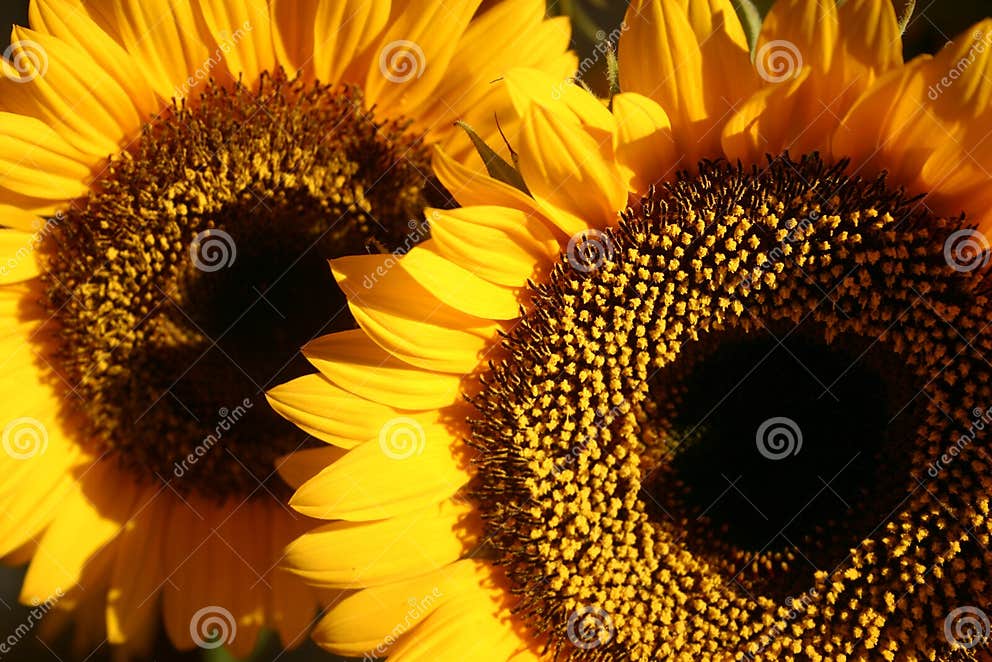 Two sunflowers stock photo. Image of decoration, light - 560820
