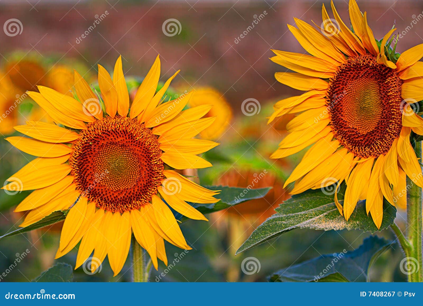 Two sunflowers stock image. Image of isolated, descriptive - 7408267
