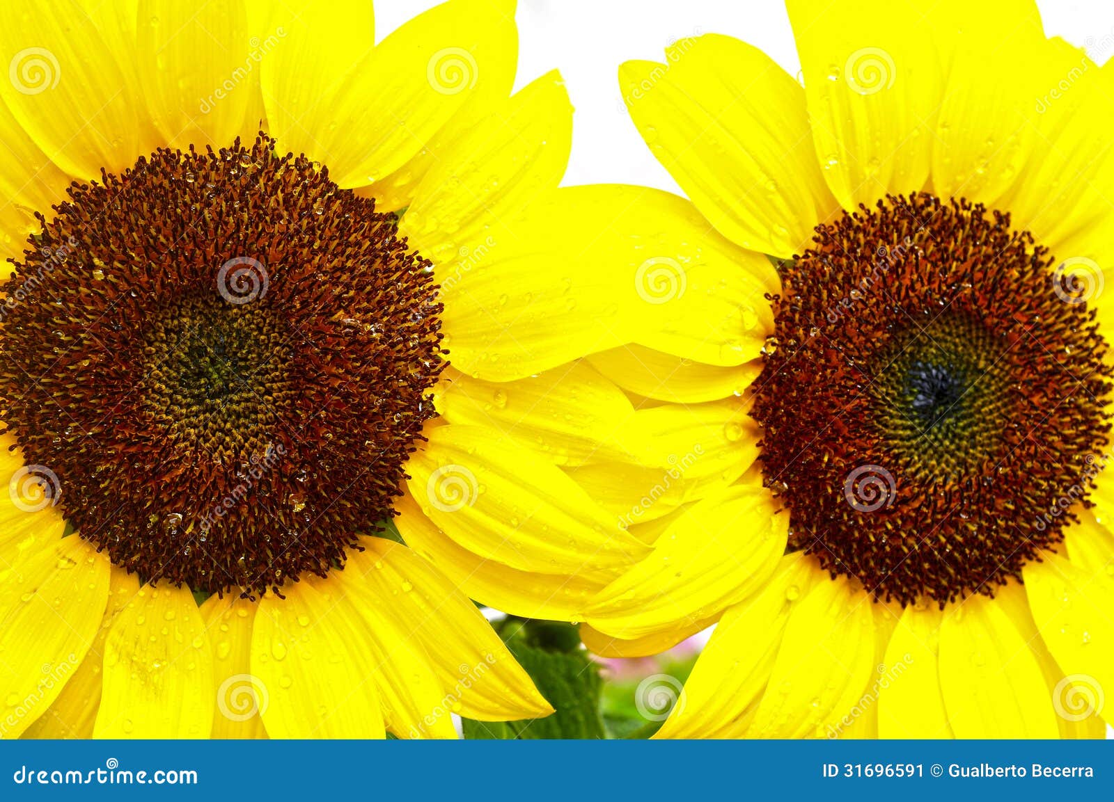 Two Sunflowers stock image. Image of bright, background - 31696591