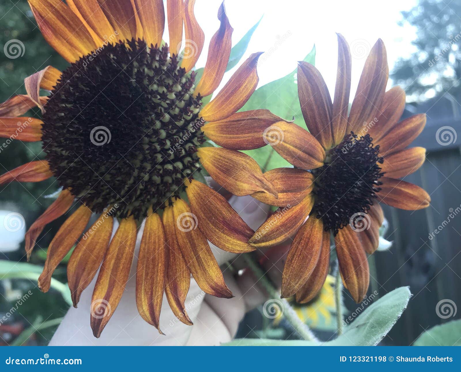 Two Sunflowers on Same Stem Stock Photo - Image of yard, back: 123321198