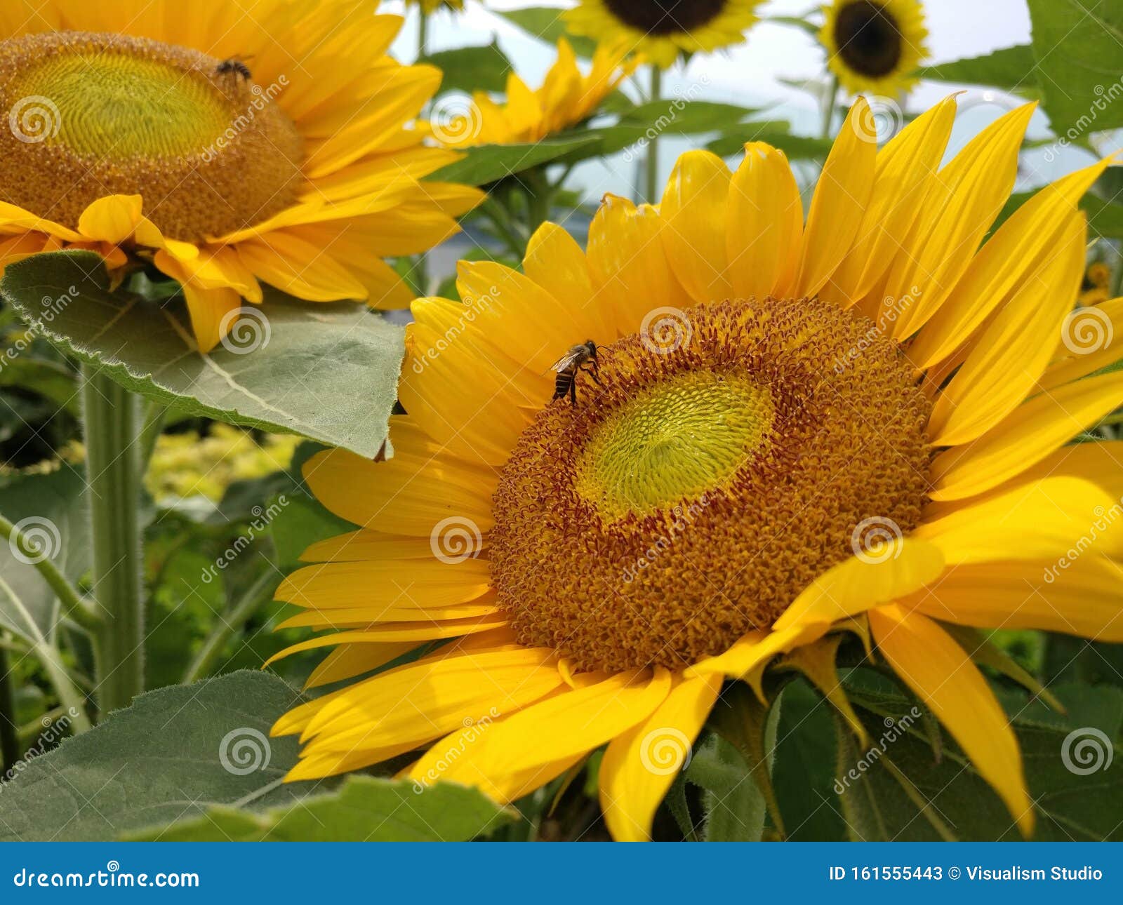 Two Sunflowers with Motion Blur Stock Image - Image of season, plant ...