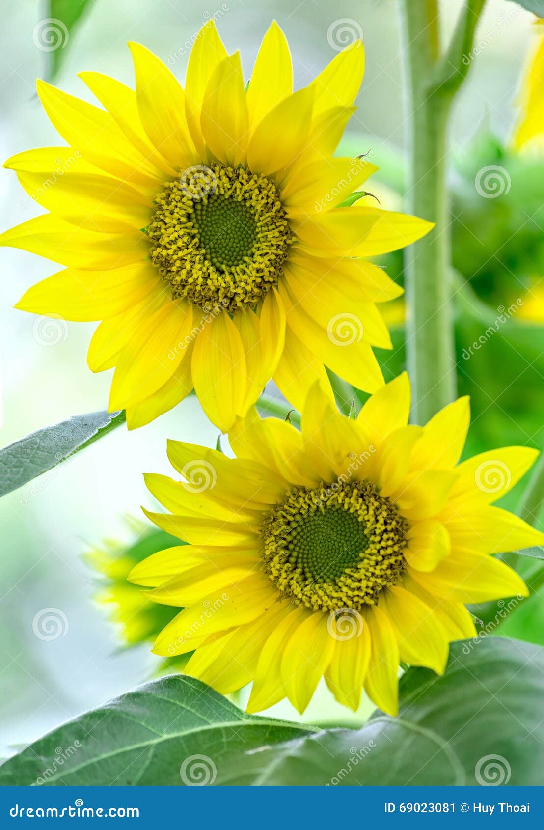 Two Sunflowers Together in Spring Sunshine Stock Image - Image of ...