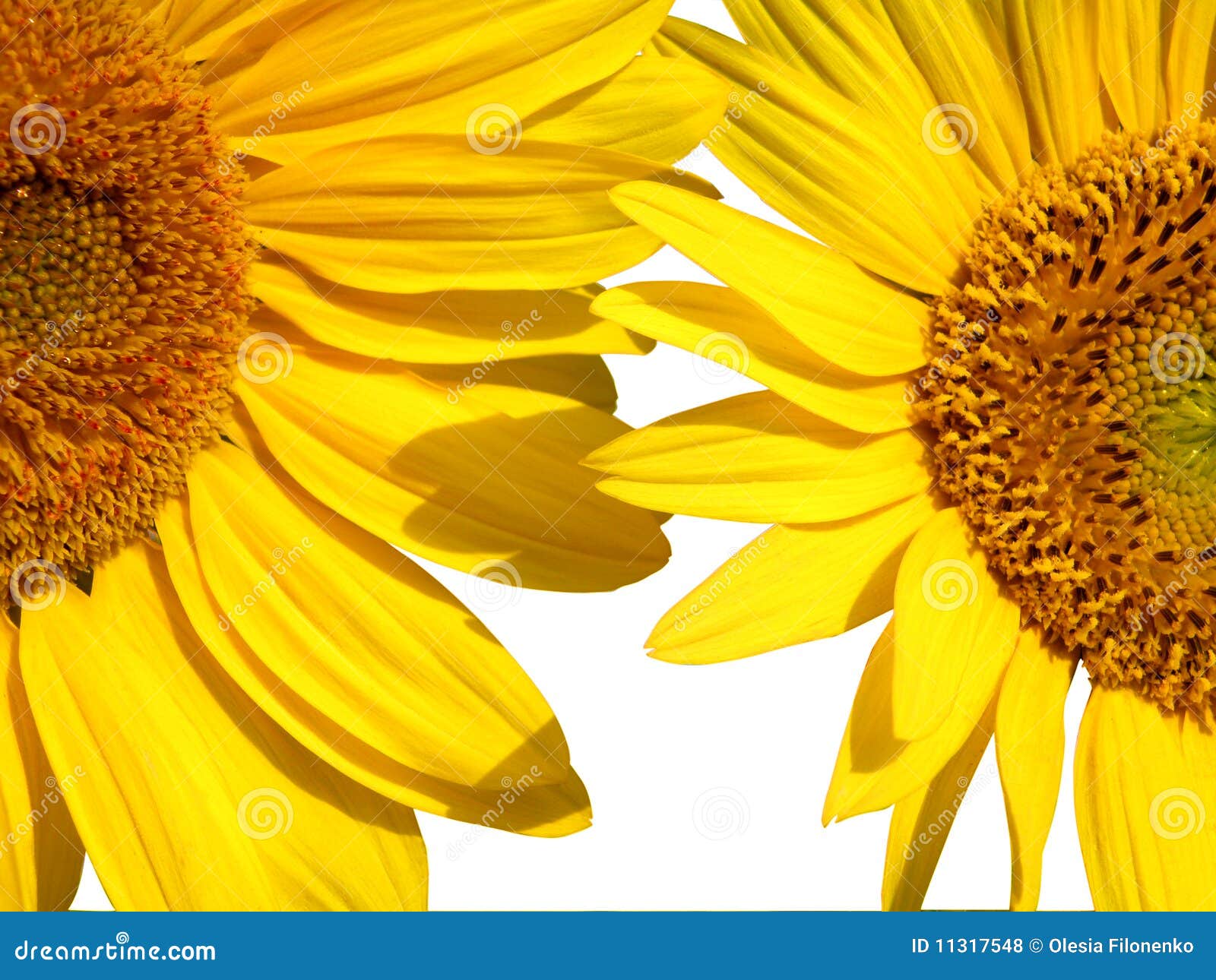 Two sunflowers on white stock photo. Image of beautiful - 11317548
