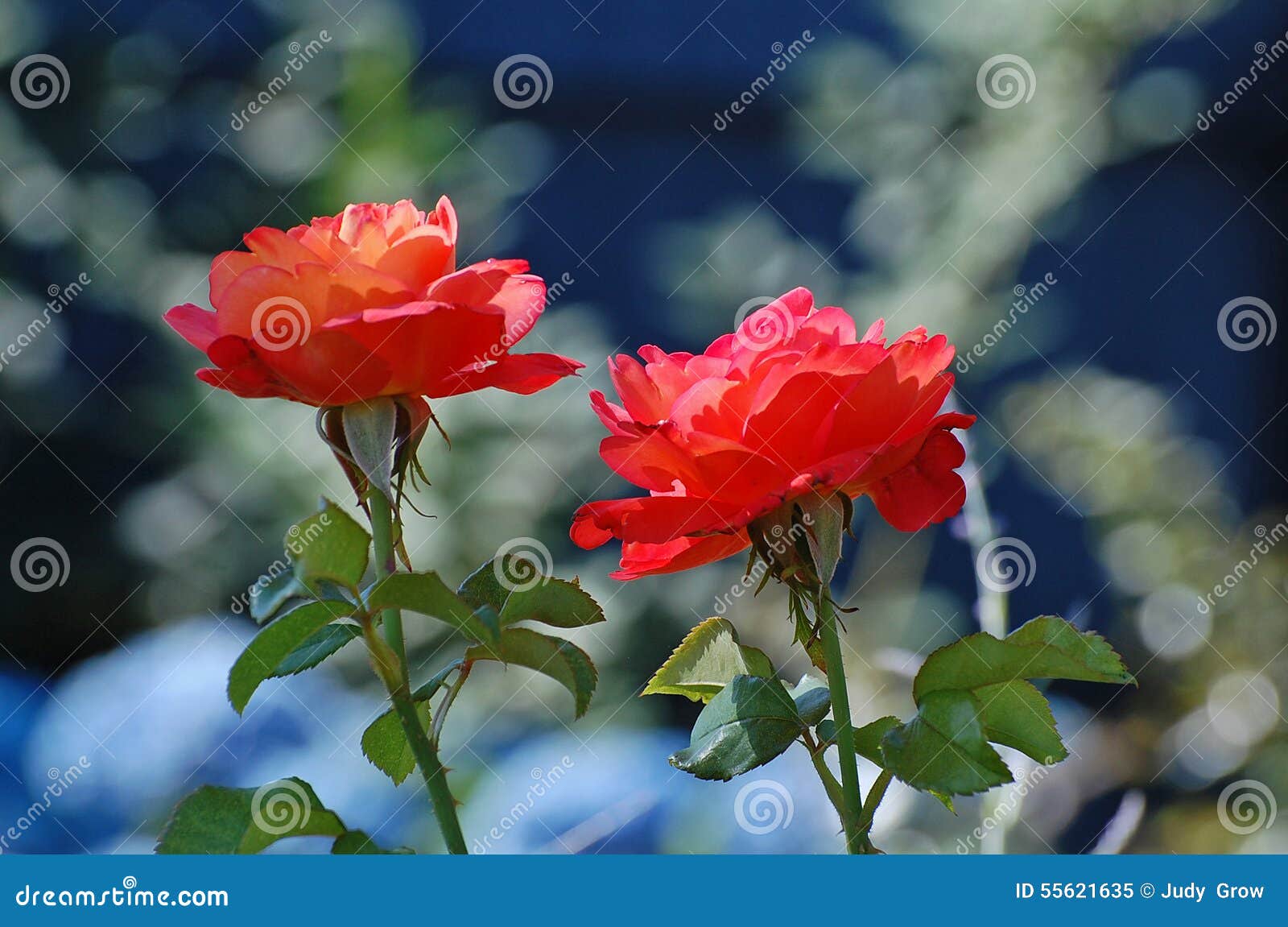 Two sunlit red roses. stock image. Image of blooming - 55621635