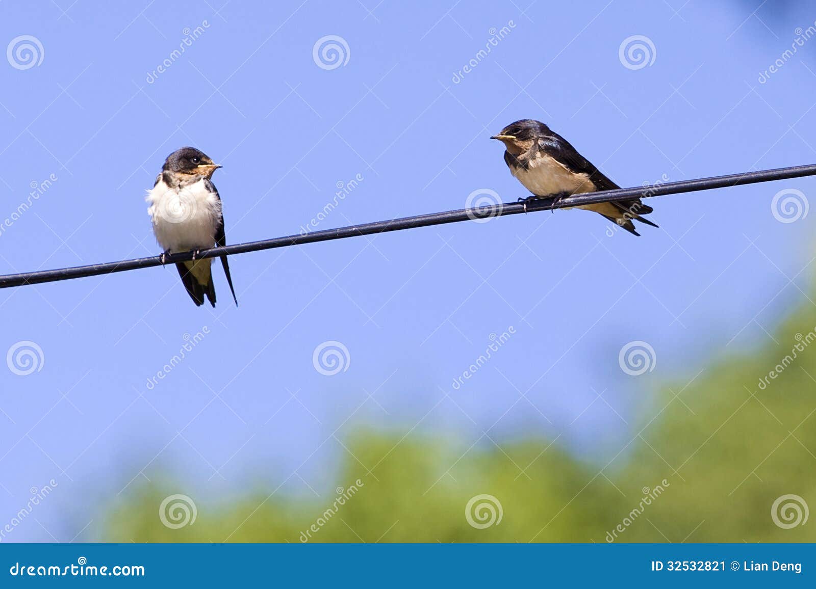 Two swallow birds on wire stock image. Image of wire - 32532821