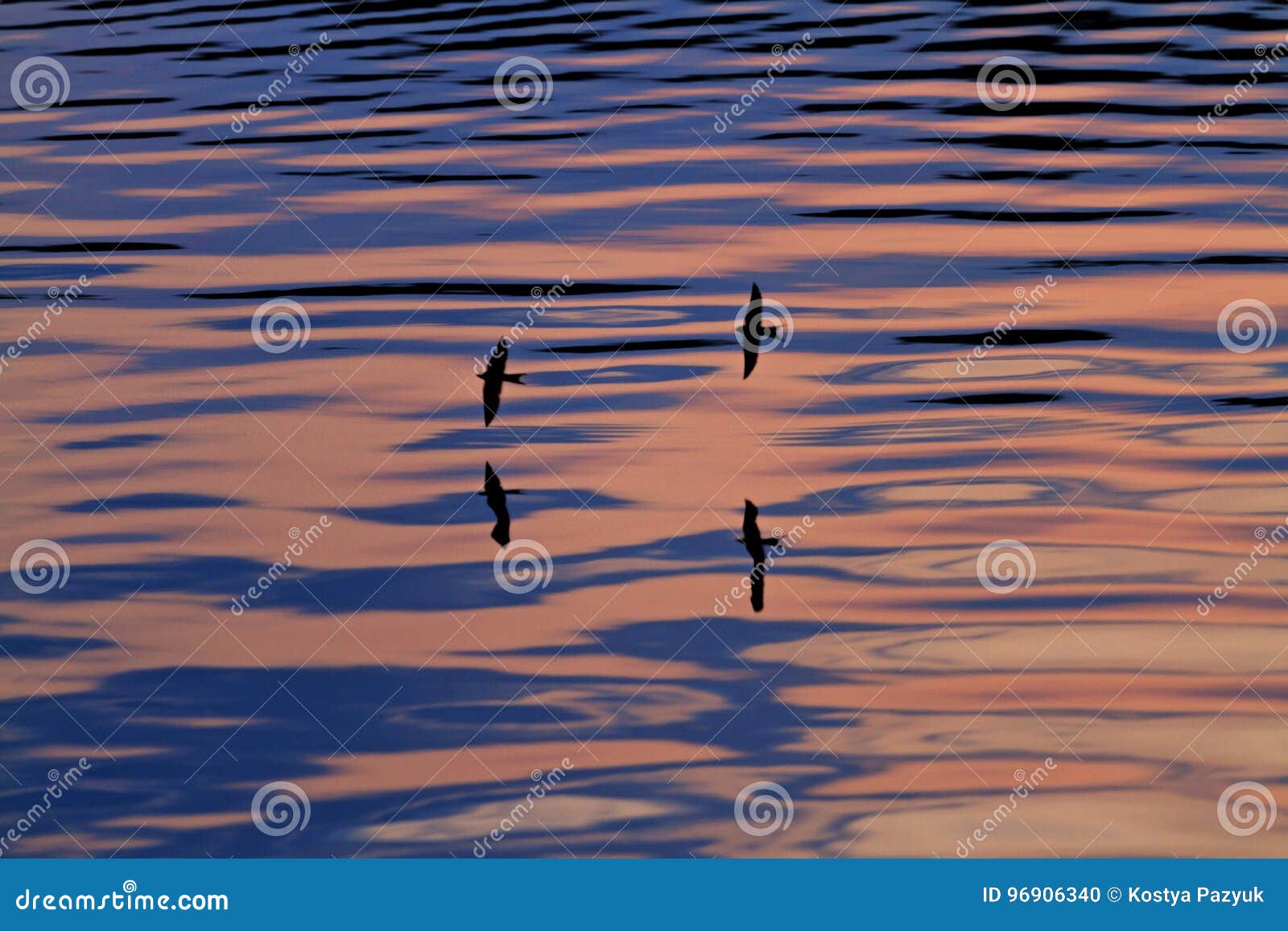 Two Swallows Fly Over the Water among the Shadows and Waves Stock Photo ...