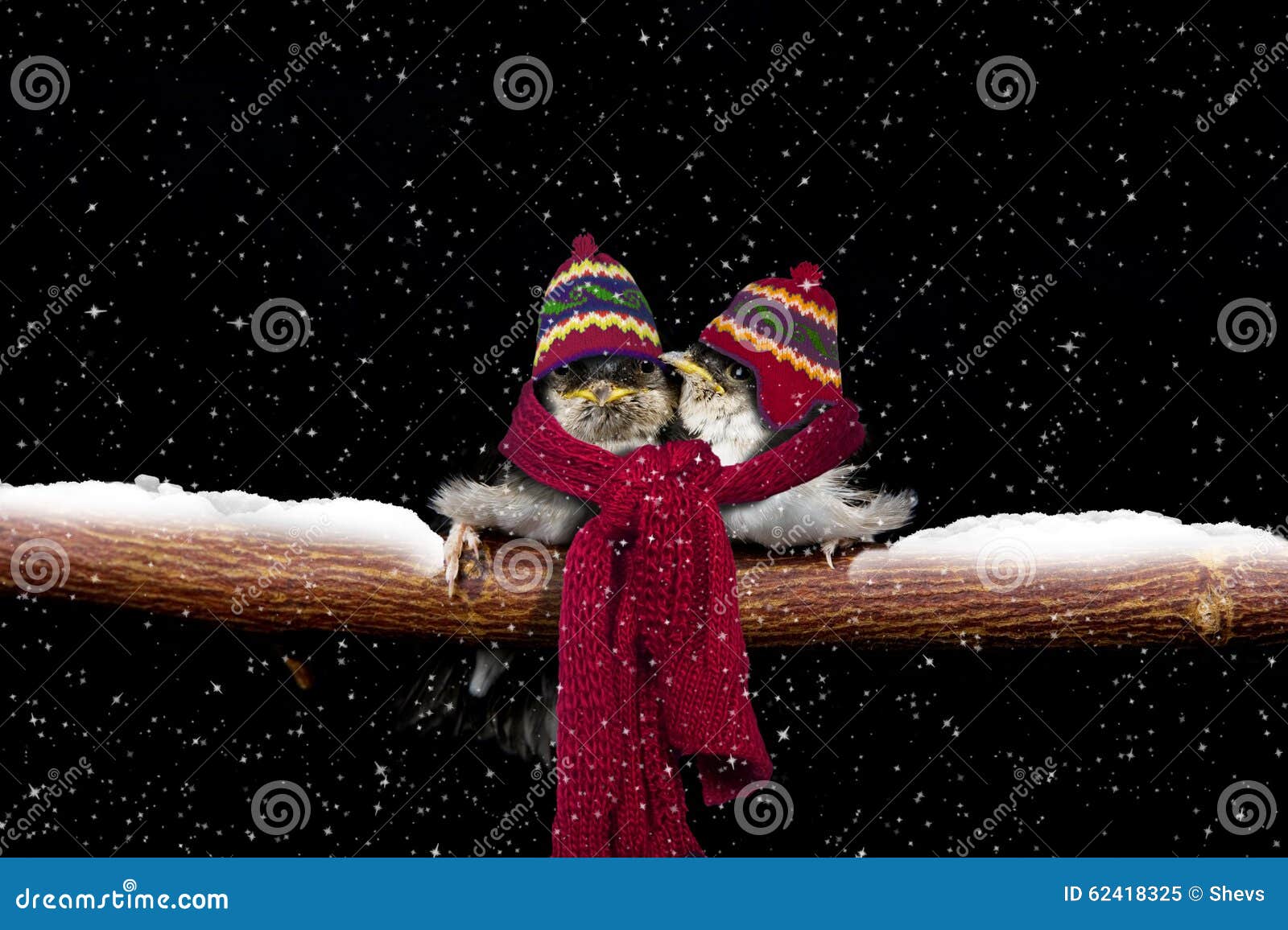 Two Swallows in Winter Cuddling Up Stock Image - Image of wishing ...