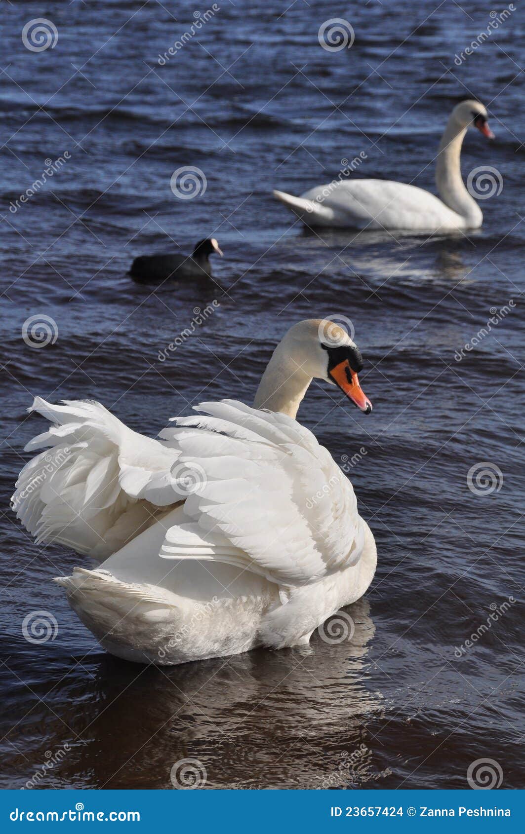 Two swan stock photo. Image of scene, emotion, nature - 23657424