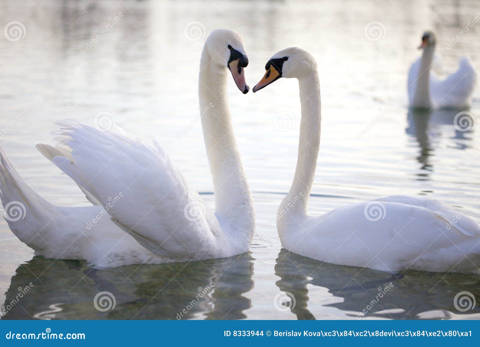 Two Swan in love stock photo. Image of peace, heart, life - 8333944