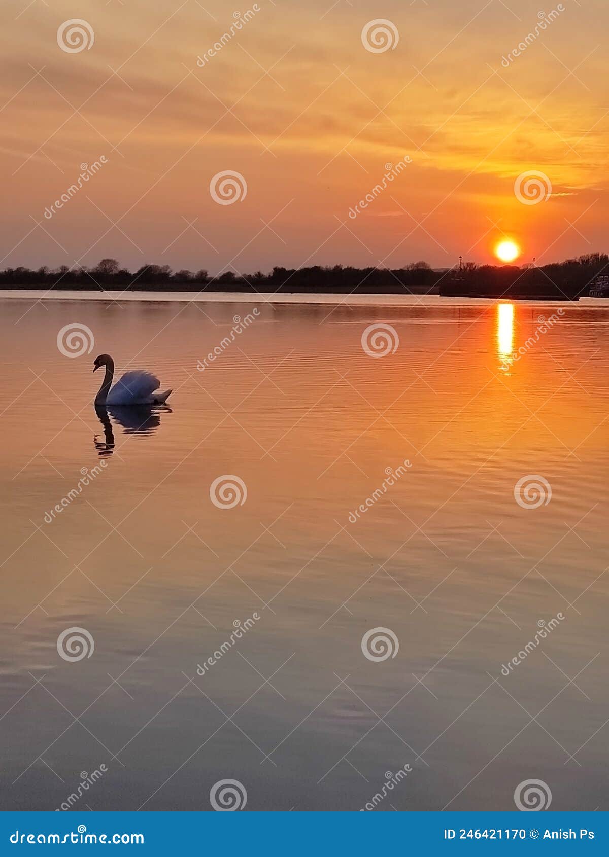 Two Swan in the Water during Sunset Stock Photo - Image of swan, animal ...