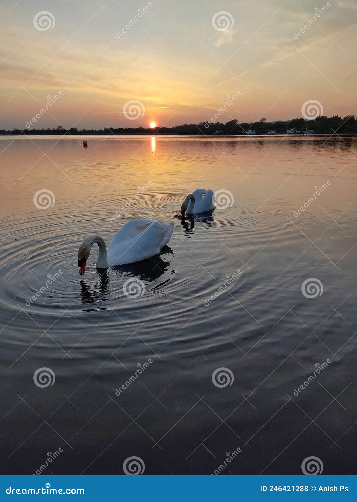 Two Swan in the Water during Sunset Stock Photo - Image of animal, calm ...