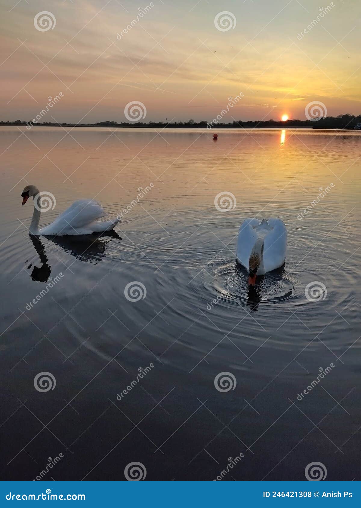 Two Swan in the Water during Sunset Stock Photo - Image of wildlife ...
