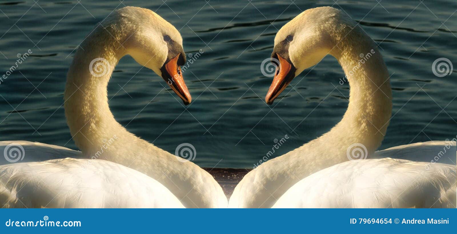 Two swan stock photo. Image of heart, fluffy, love, beauty - 79694654