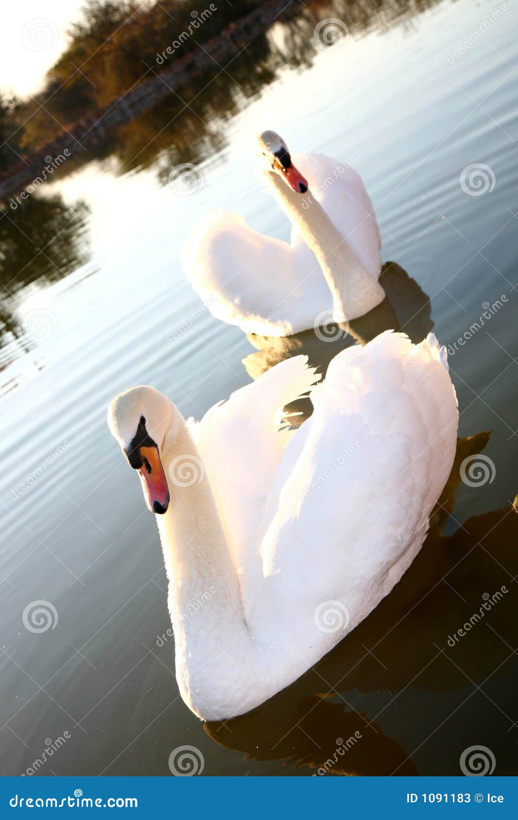 Two Swans stock image. Image of reflecting, swans, together - 1091183