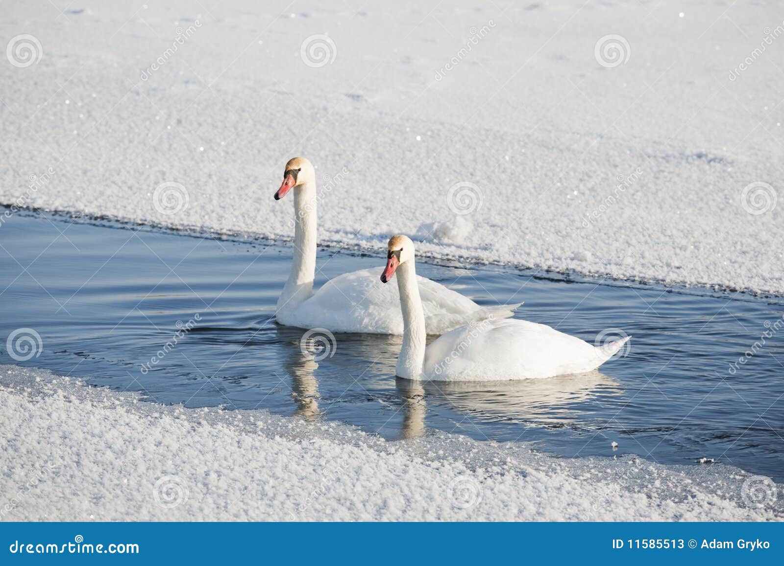 Two swans stock image. Image of peaceful, swan, graceful - 11585513