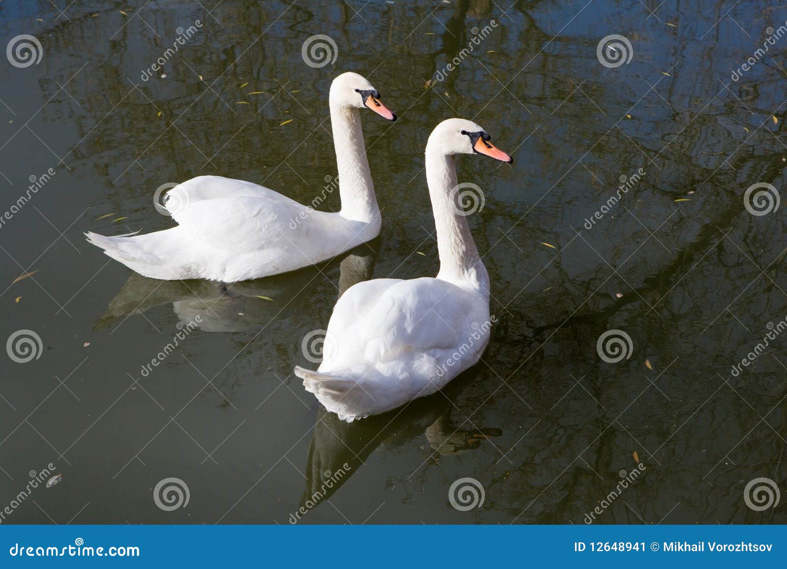 Two swans stock image. Image of swim, feathers, water - 12648941