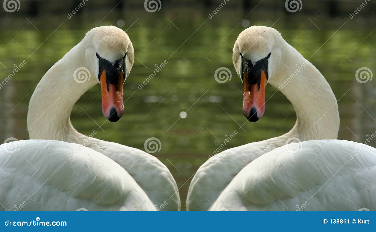 Two swans stock image. Image of pond, identical, lovers - 138861