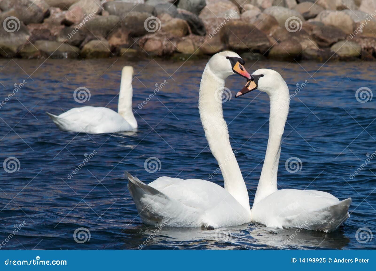 Two Swans stock image. Image of pier, birds, animal, water - 14198925