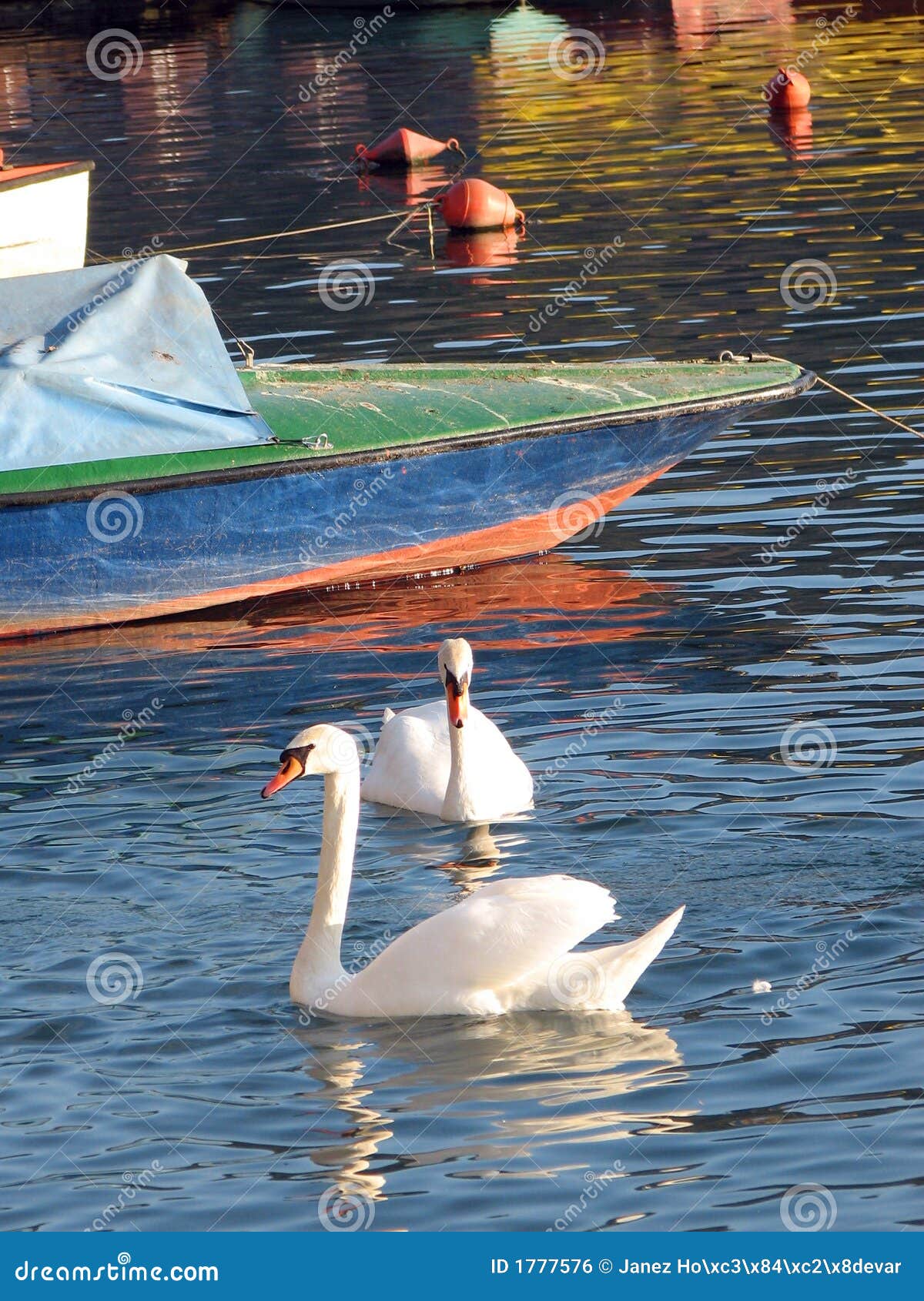 Two swans stock photo. Image of blue, lake, bird, animal - 1777576