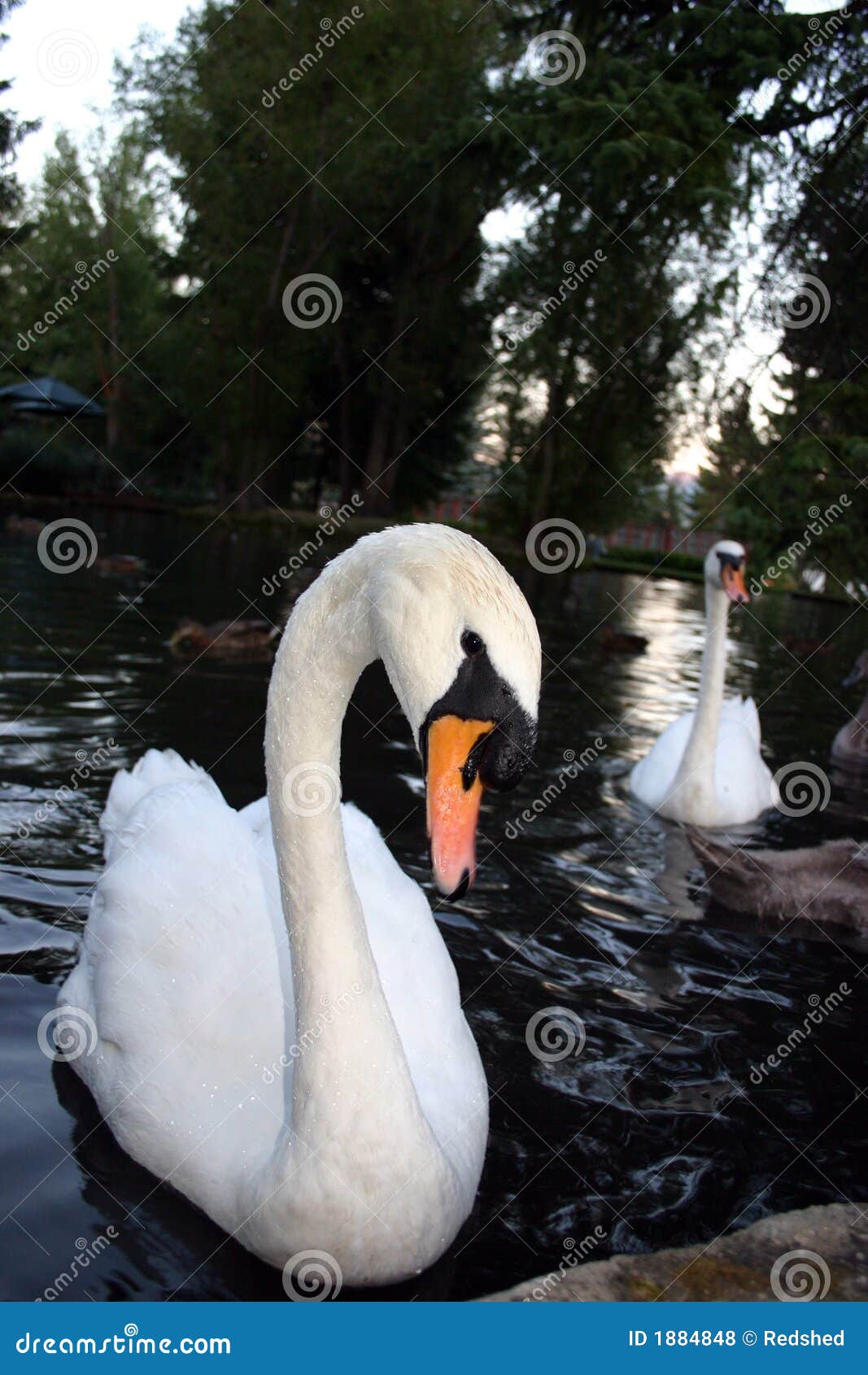 Two Swans stock photo. Image of pretty, hotel, resort - 1884848