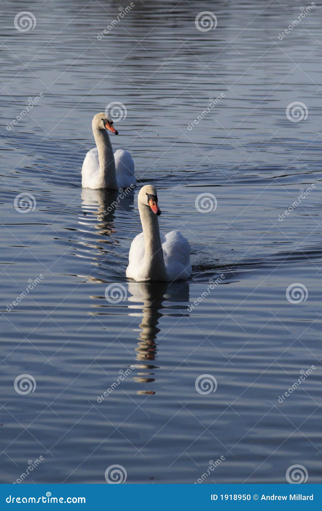 Two Swans stock photo. Image of reeds, female, beauty - 1918950