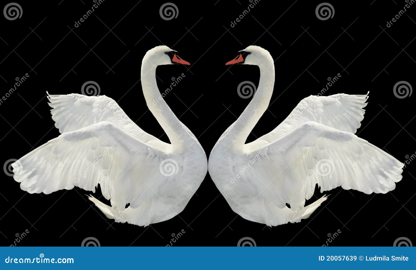 Two swans. stock image. Image of peace, purity, heart - 20057639