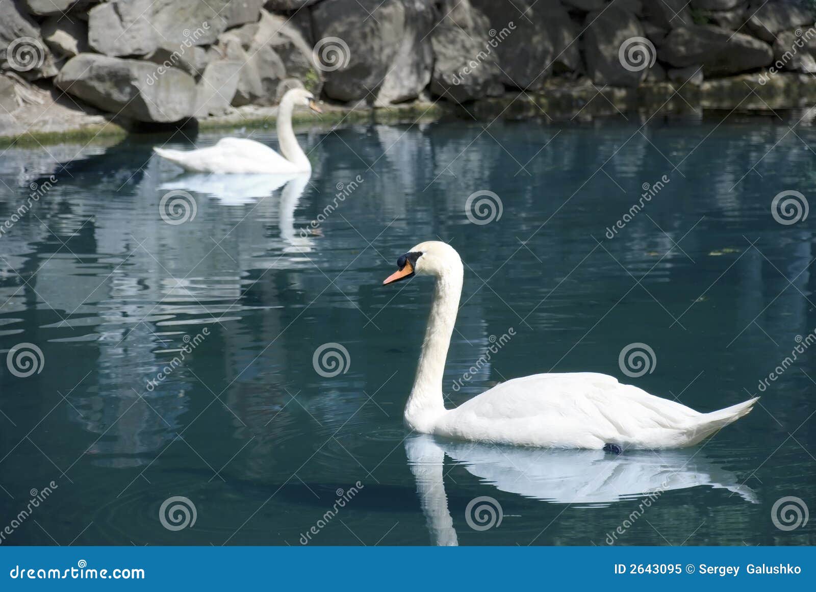 Two swans stock image. Image of mirror, mild, float, outdoor - 2643095