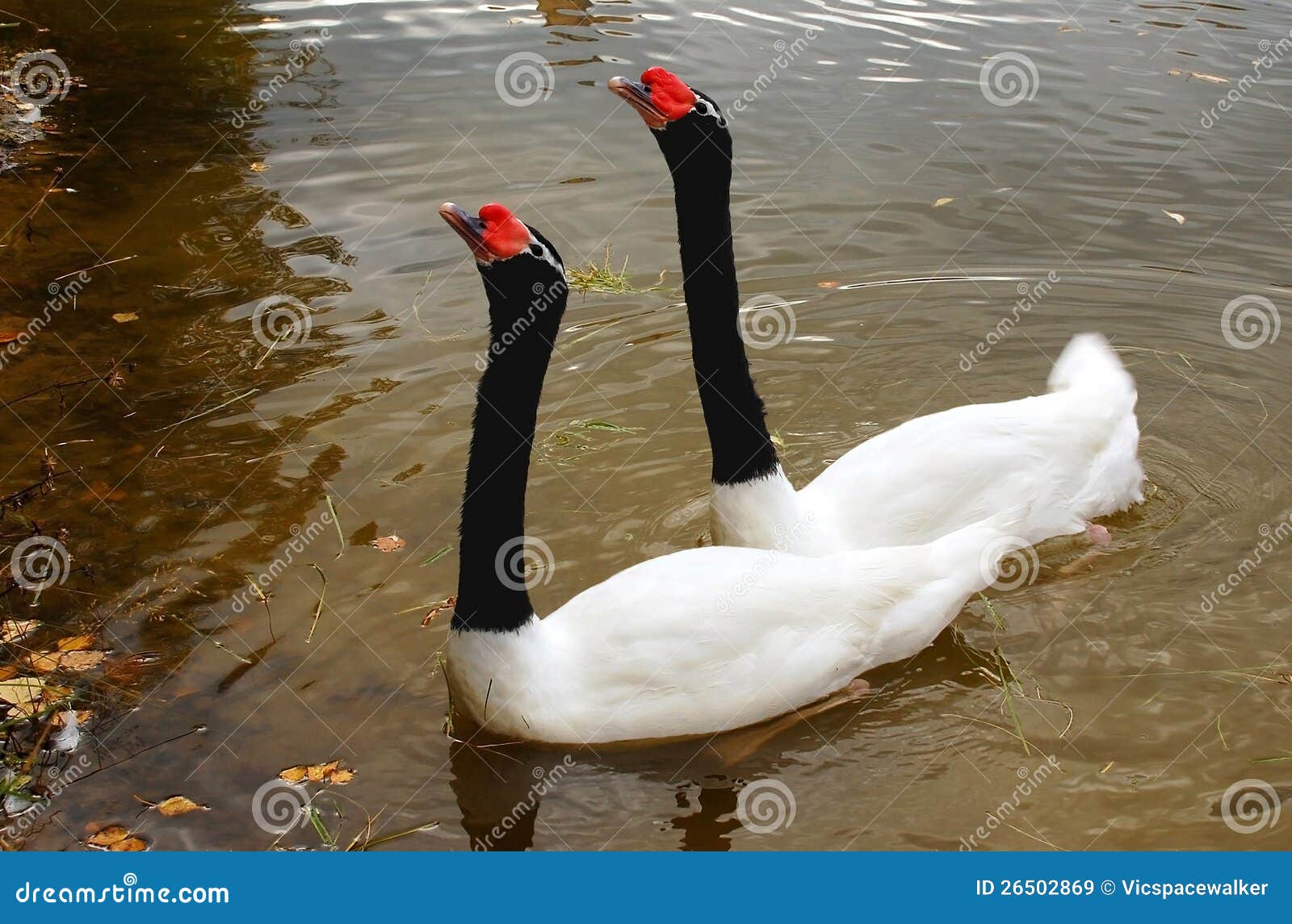 Two Swans stock image. Image of animal, lake, fauna, white - 26502869