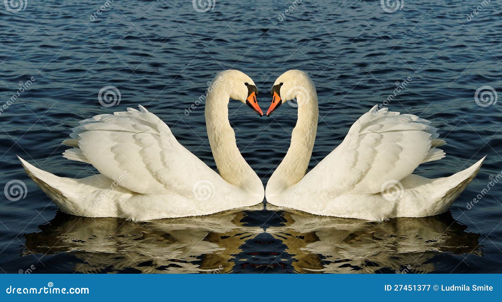 Two swans. stock image. Image of together, affectionate - 27451377