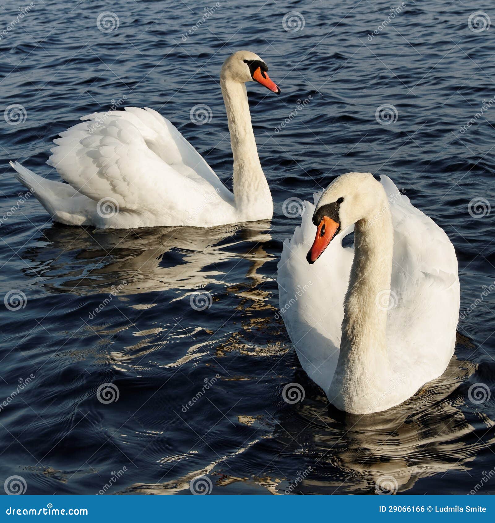 Two swans. stock photo. Image of love, drop, grace, feather - 29066166