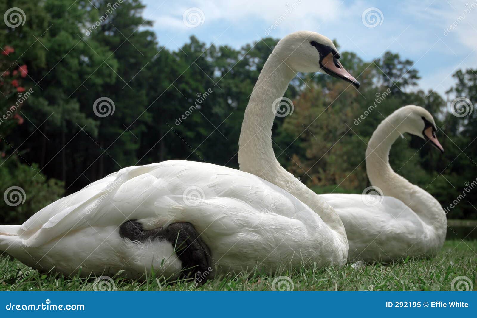Two Swans Picture. Image: 292195
