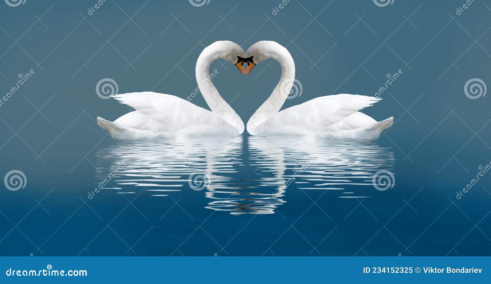 Two Swans on a Blue Background Stock Image - Image of bloom, beautiful ...